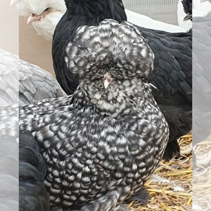 Султанка куры, яйца инкубационные