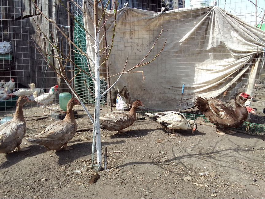 Яйца индоуток для инкубации