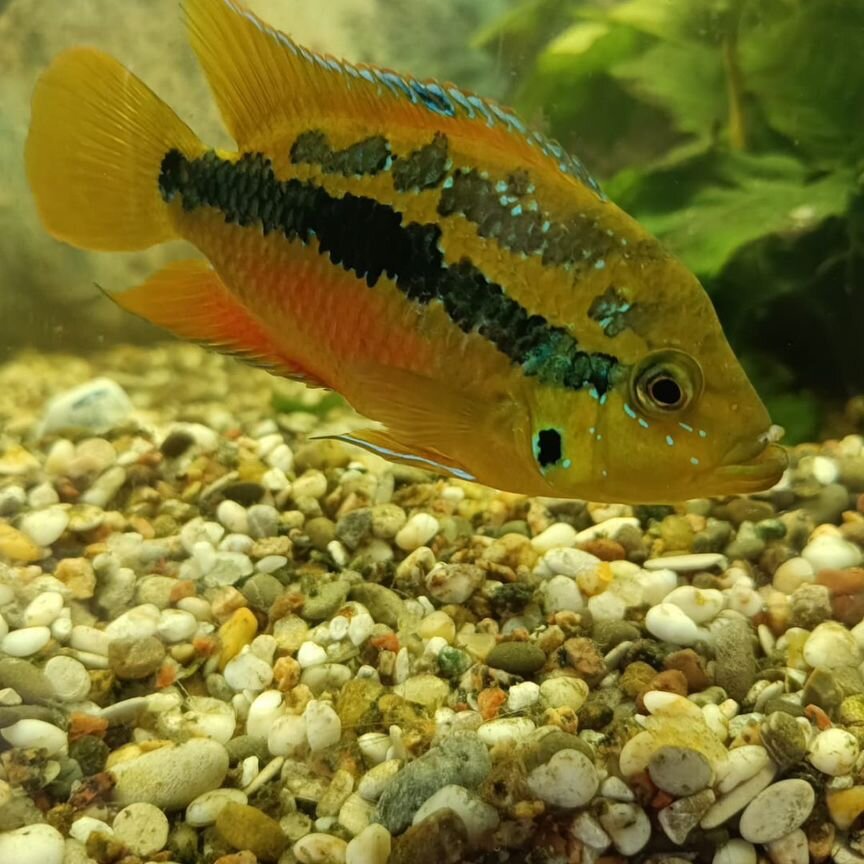 Аквариумные рыбы