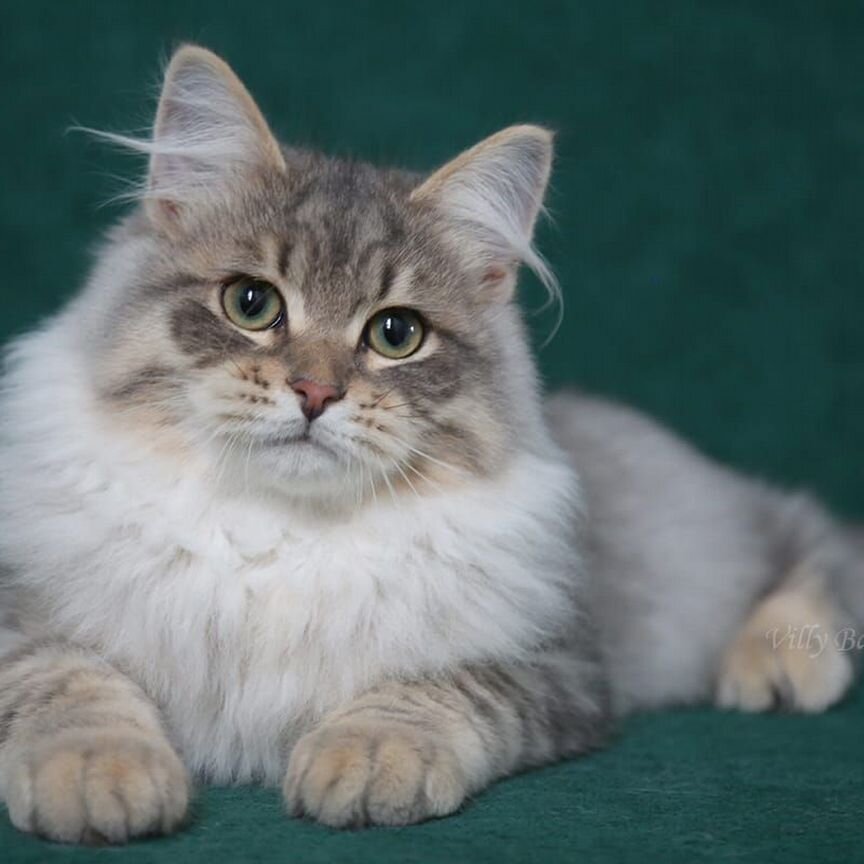 Котенок Барон из питомника