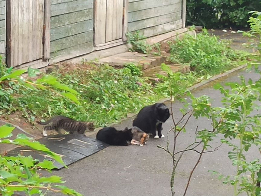 Котята 3 мес