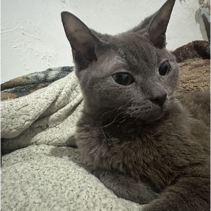 Русский голубой котёнок