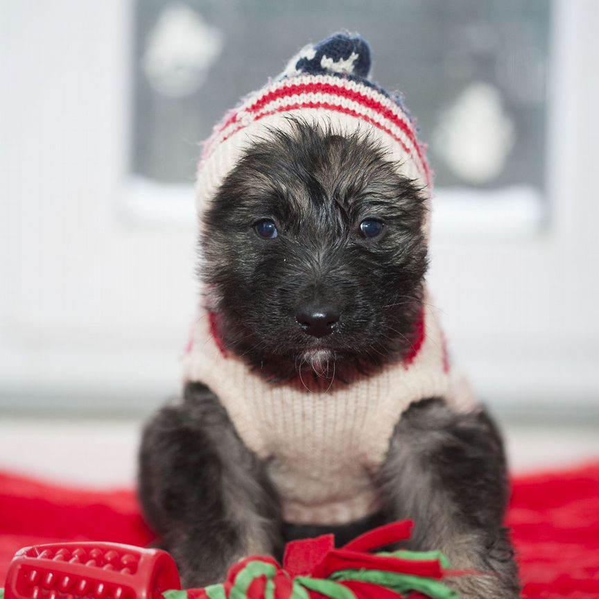 Очаровательный пупс щеночек)