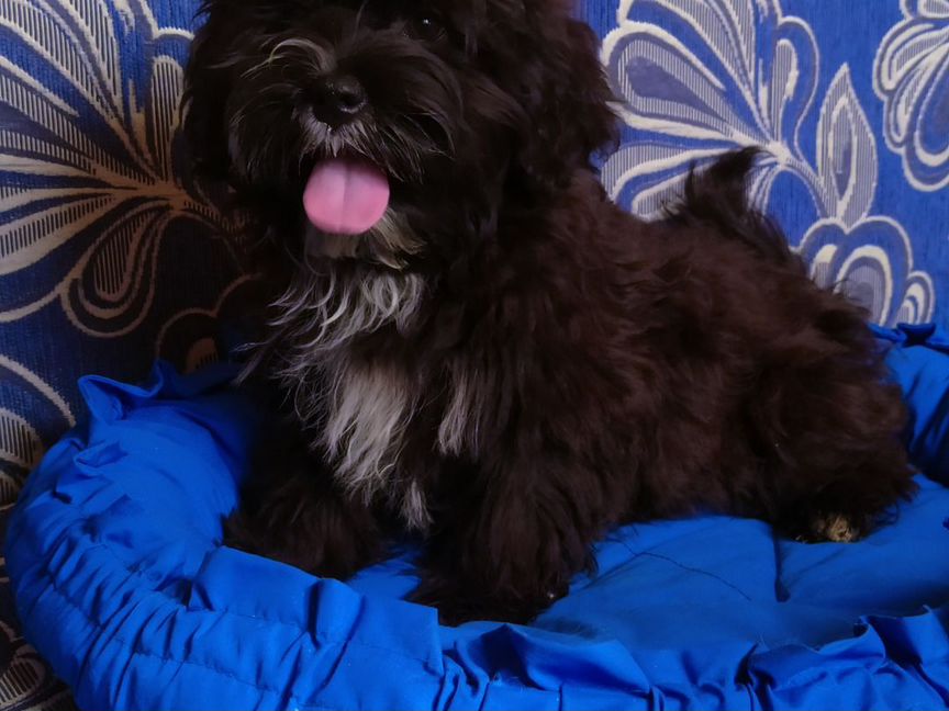 Щенки Мальтипу черные