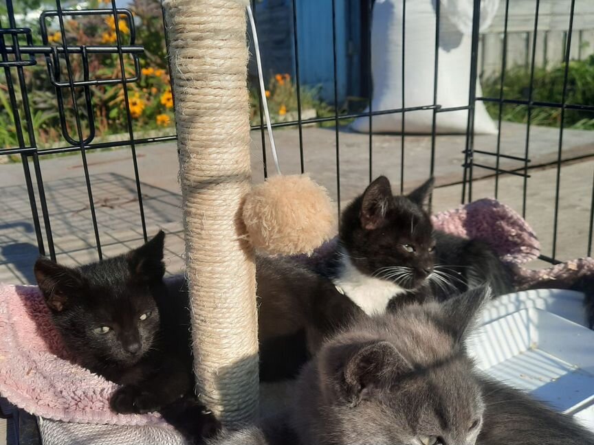 Котята в добрые руки