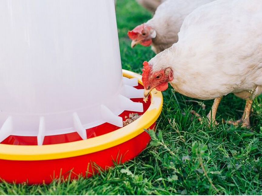 Кормушка для с/х птицы (Куры, гуси, утки, индюки)