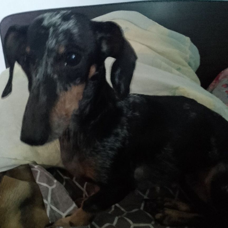 Отдам собаку в добрые руки карликовую таксу