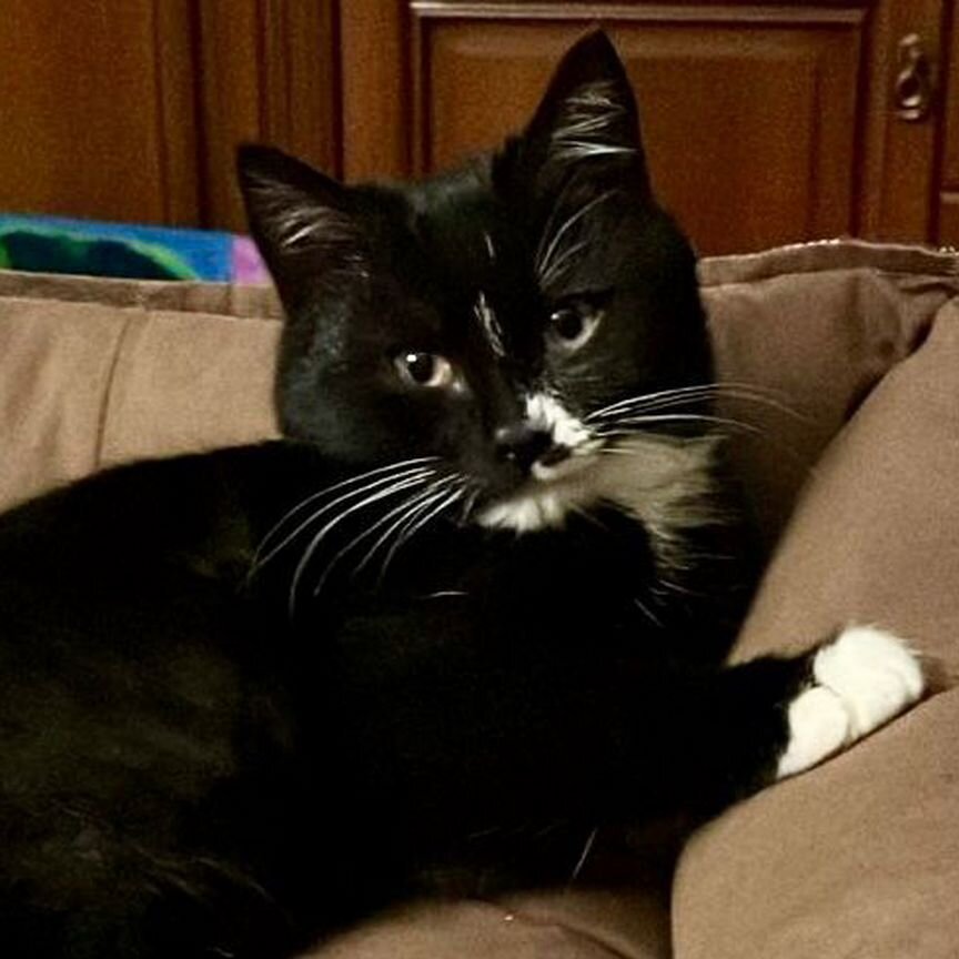 Черный котенок в добрые руки