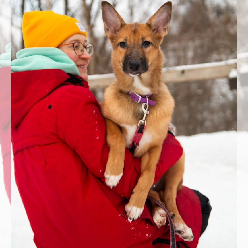 Щенок "Персик"