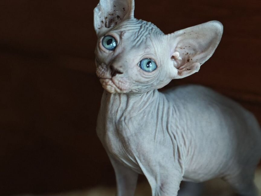 Котята канадского сфинкса разноглазые