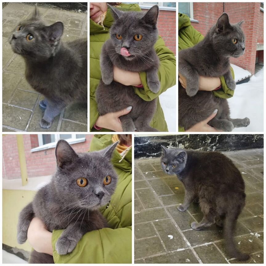 Кот похож на британца