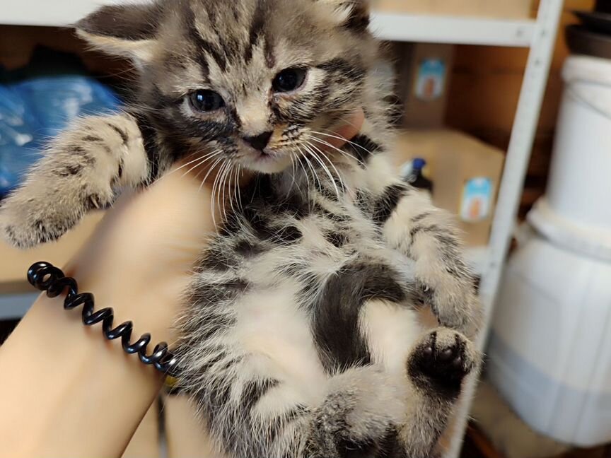Котята в добрые руки