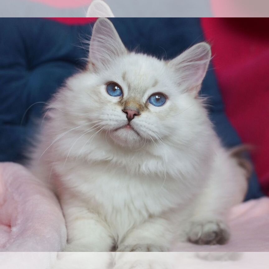 Невский маскарадный котик из питомника