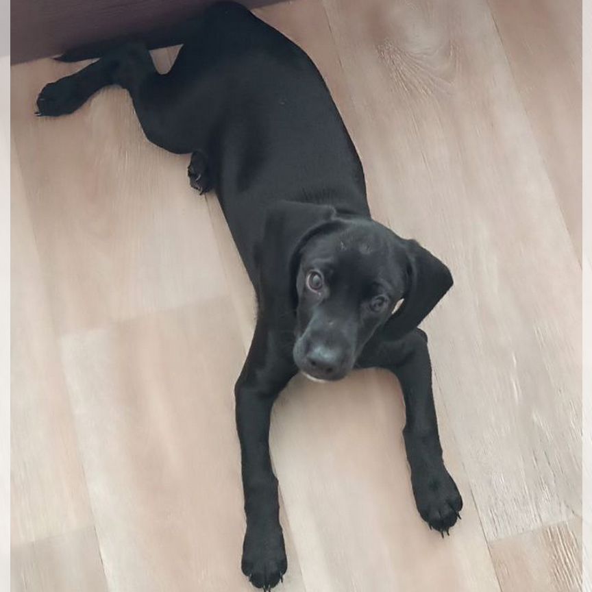 Охотничий спаниэль