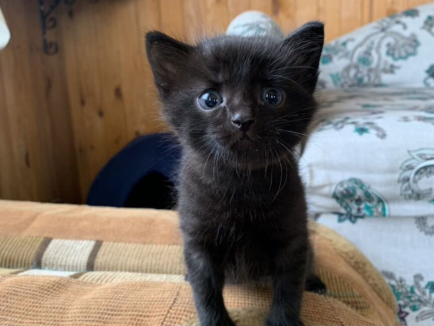 Черный котенок