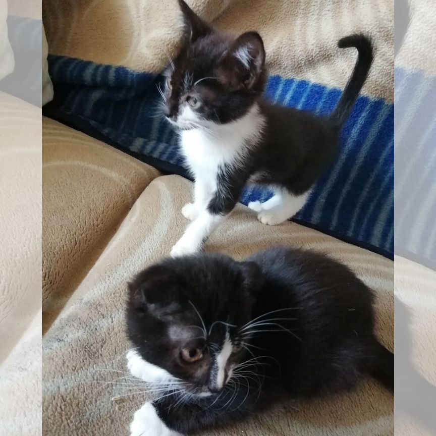 Котята в добрые руки, породистые, вислоухие