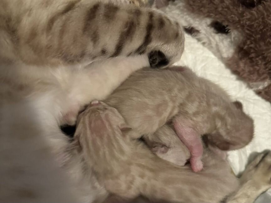 Британские котята