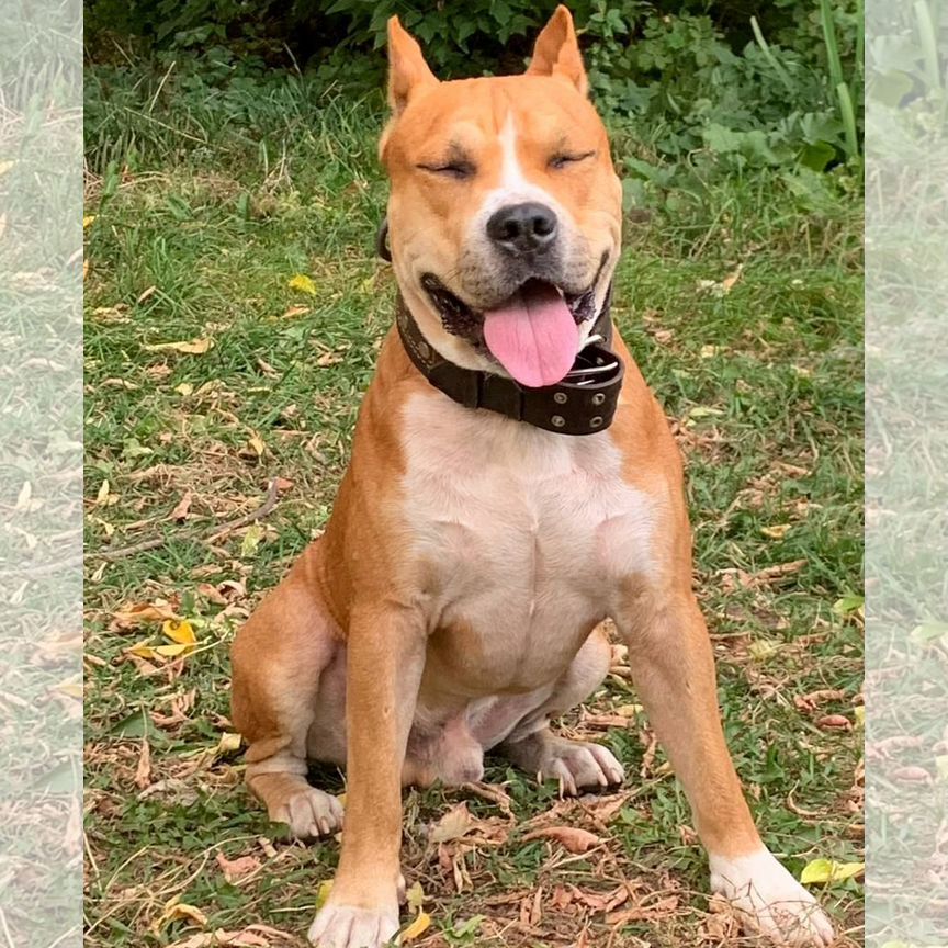 Вязка кобель Амстаффа