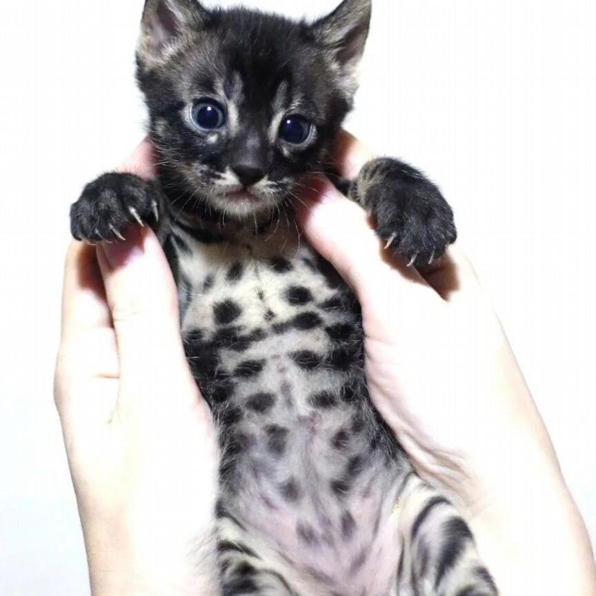 Бенгалы угольки с черной маской в Крыму