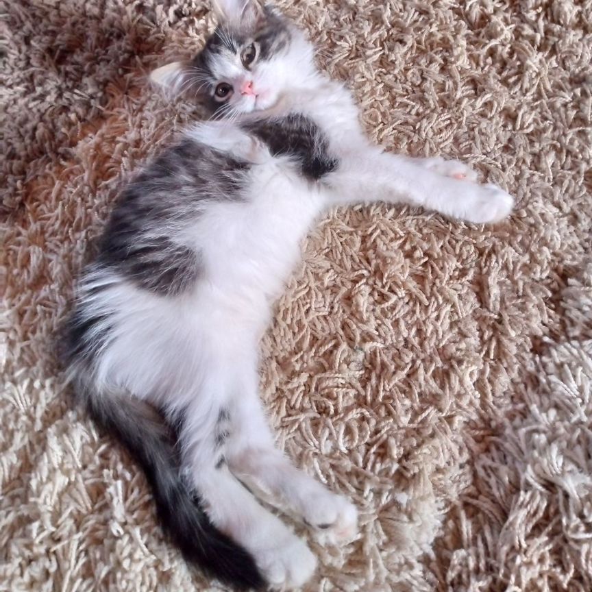 Котёнок в добрые руки