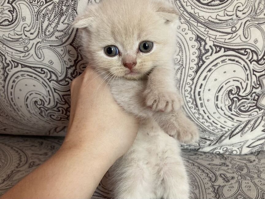 Шотландская вислоухая