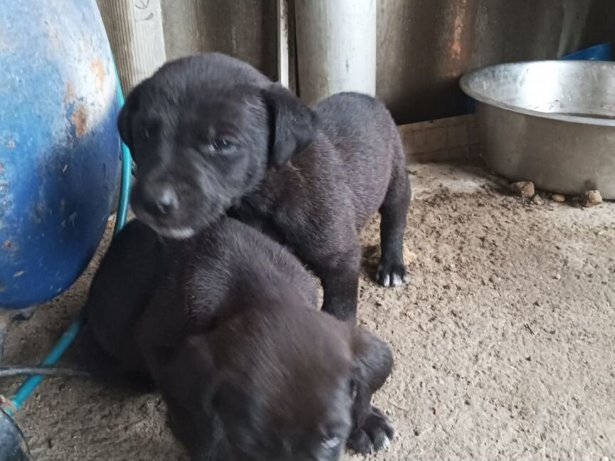 Щенки помесь курцхара