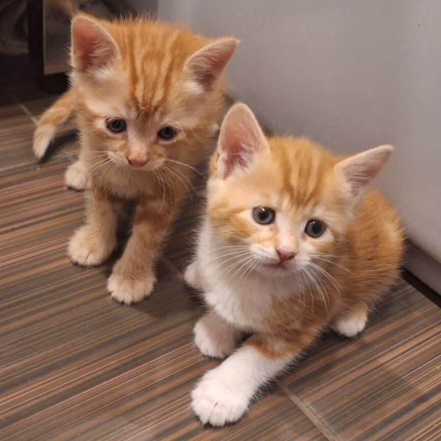 Рыжие котятки