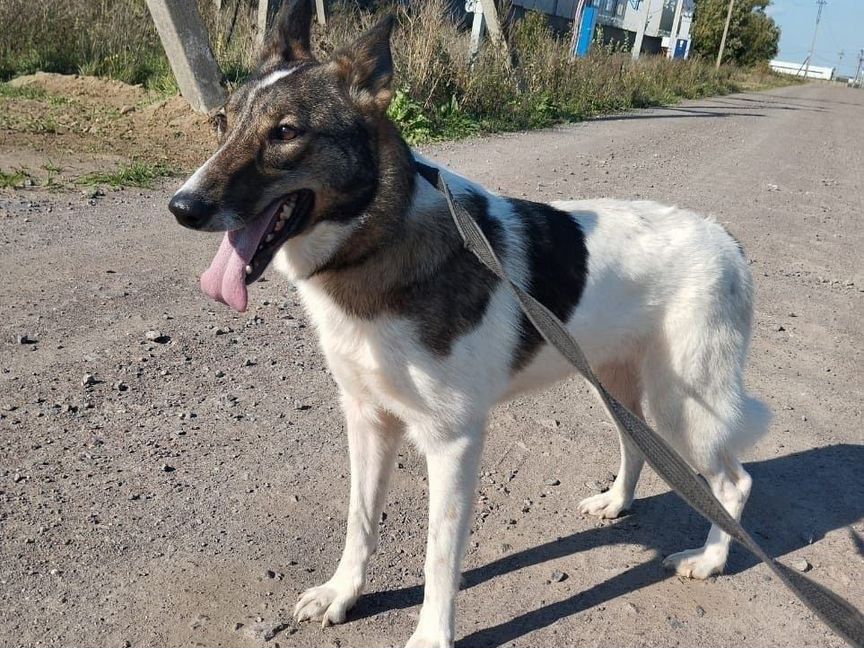 Собака Ямайка в добрые руки