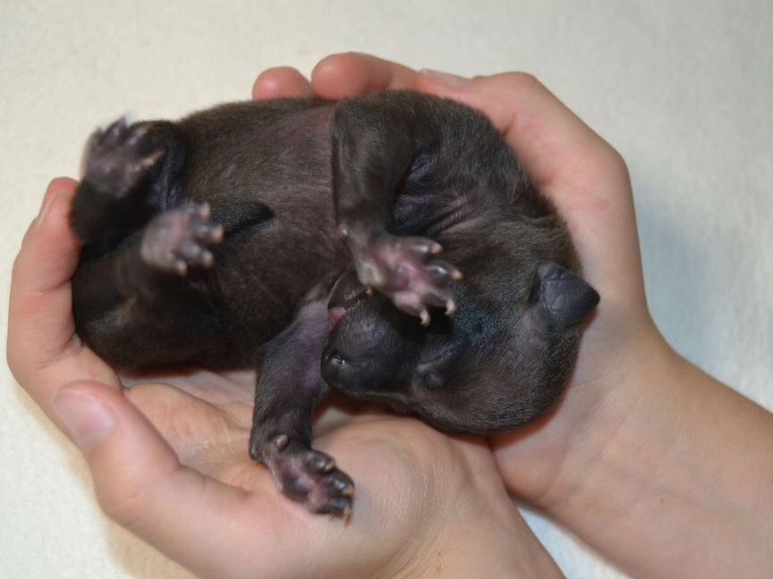 Щенки левретки