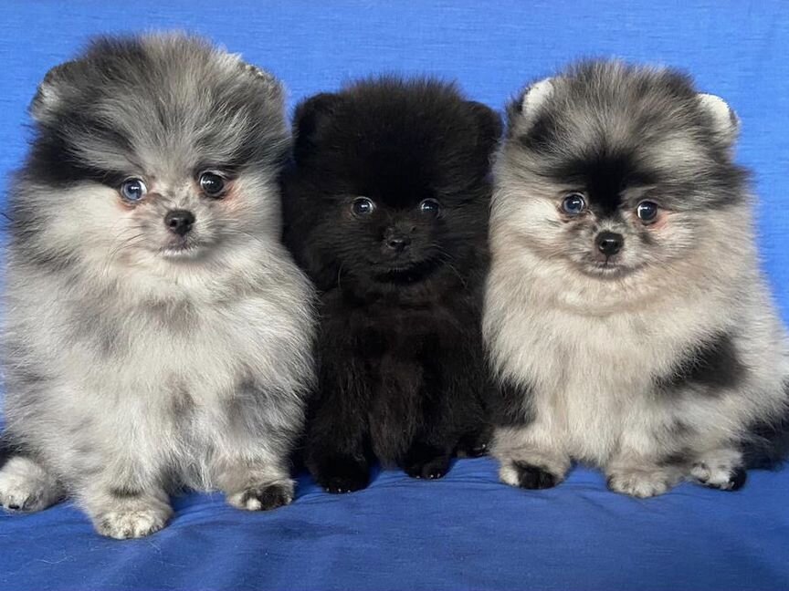 Шпицы мраморята