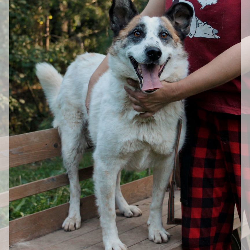 Мисс Кокетка, собака-улыбака и обнимака, в дар