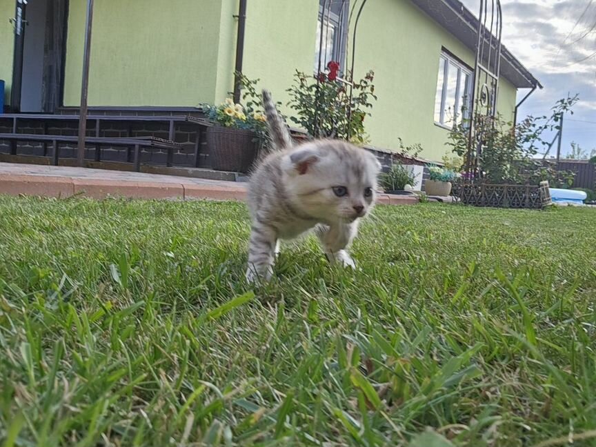 Котята