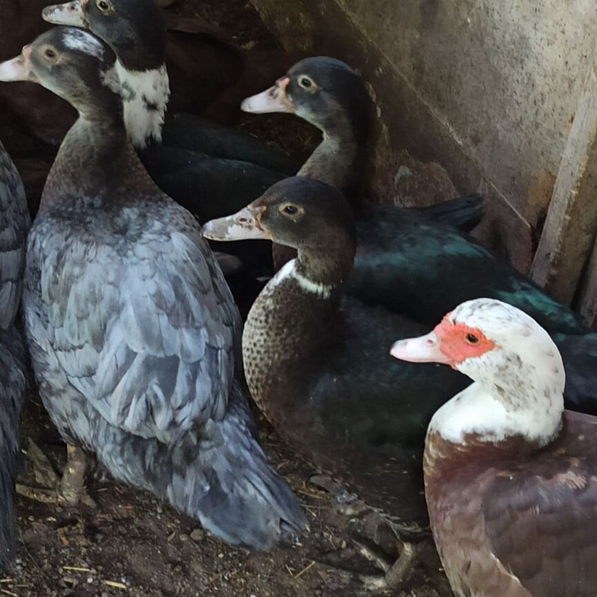 Мускусные утки