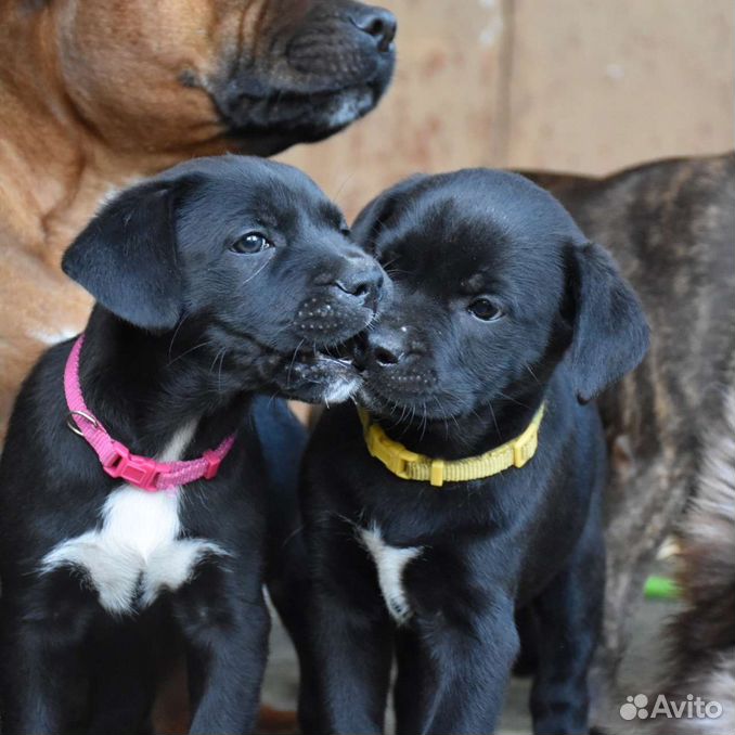 Метисы кане-корсо