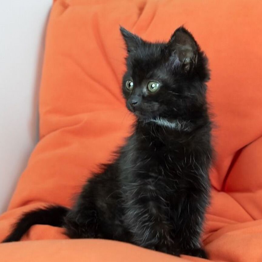 Отдам Котенка Китти