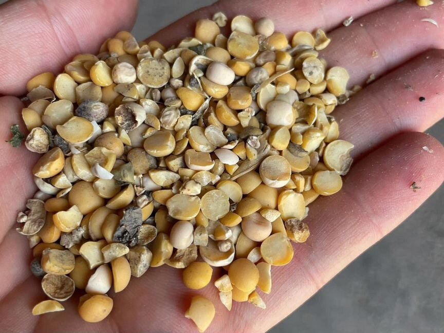 Кормовая кукуруза, Семечко корма