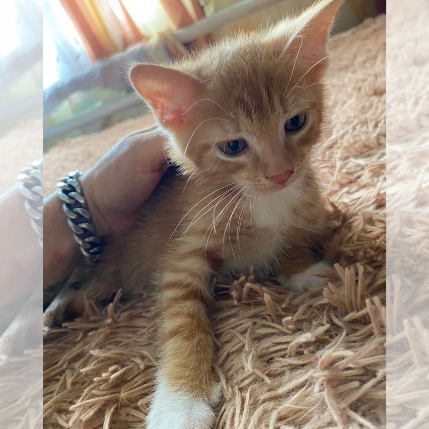 Котёнок в добрые руки