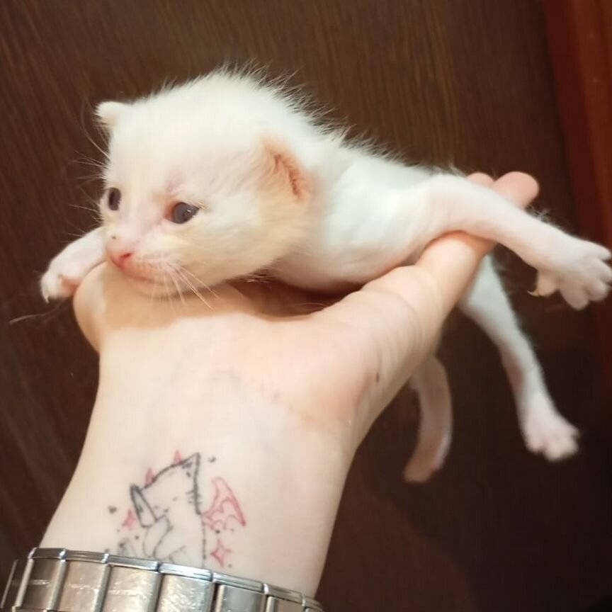 Сиамский котёнок