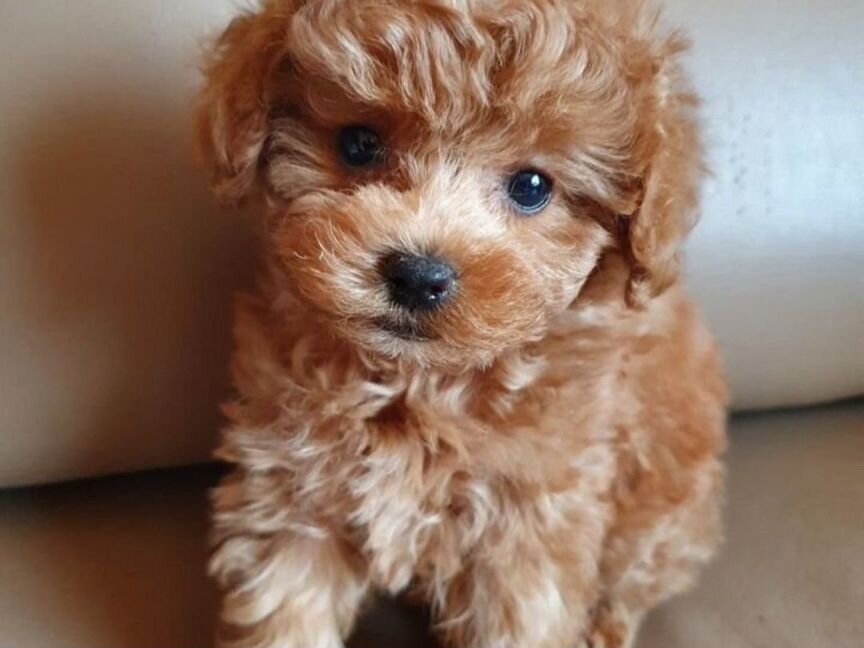 Щенки мальтипу