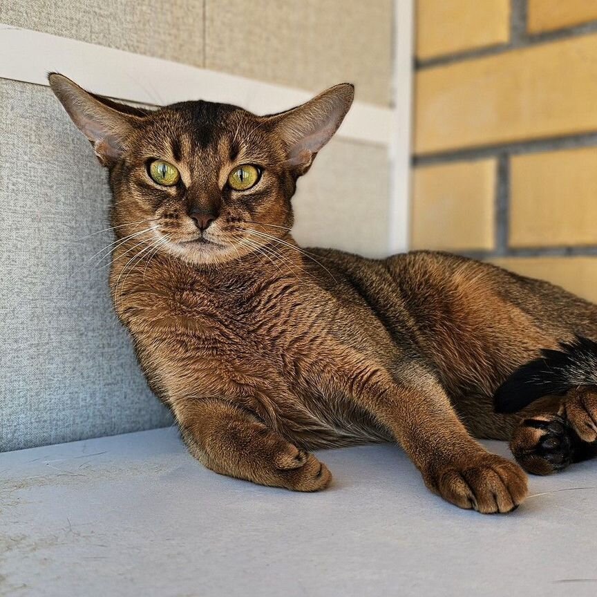 Абиссинская кошка