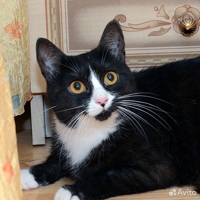 Славная кошечка Поночка ищет хозяев