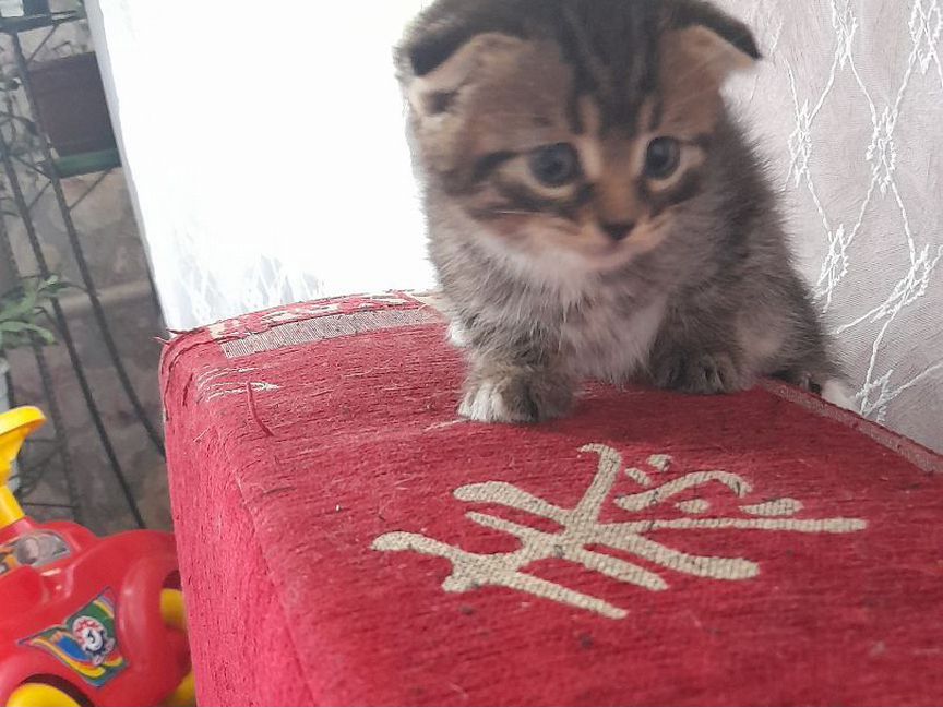Шотландская вислоухая кошка,сиамская пушистая