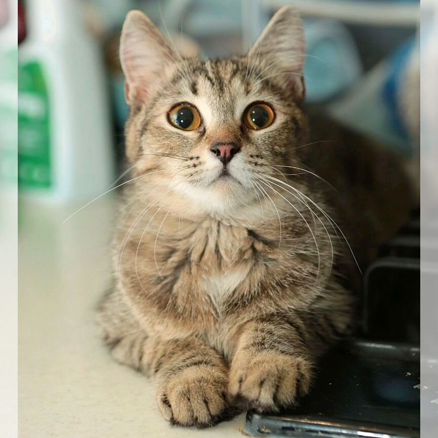Котенок