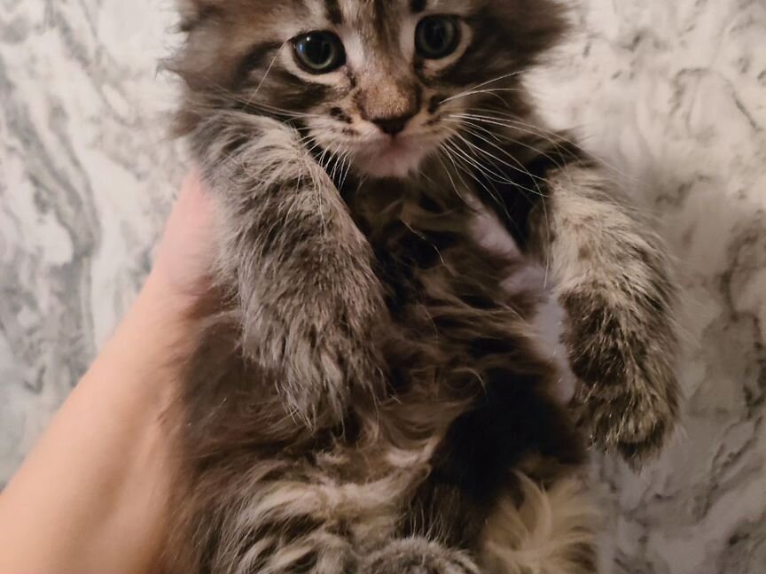 Котята мейн-кун