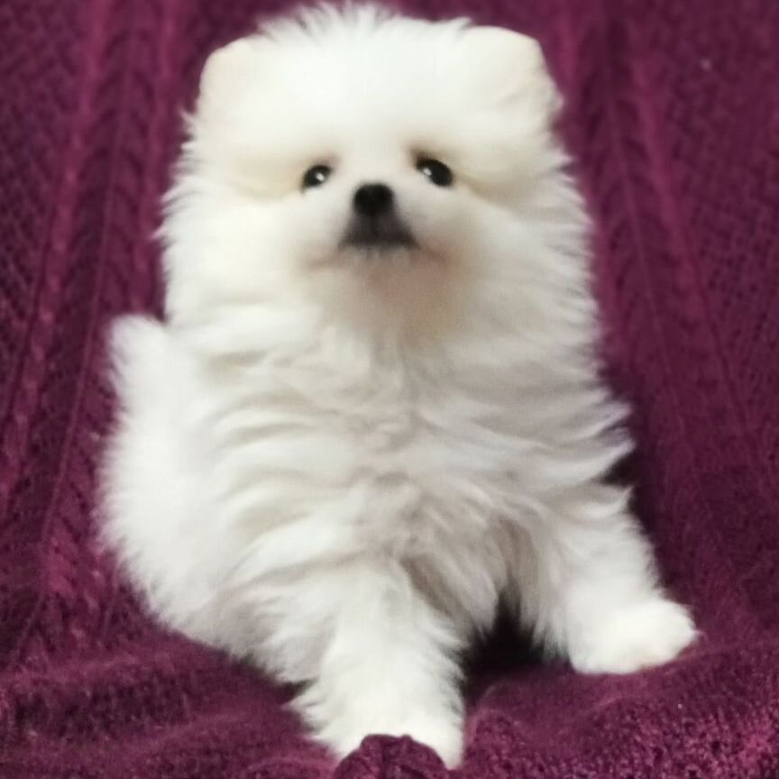 Померанский шпиц, щенок