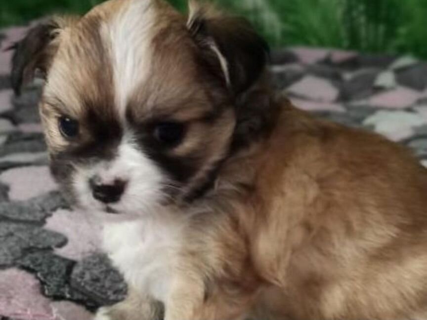 Чихуахуа мини