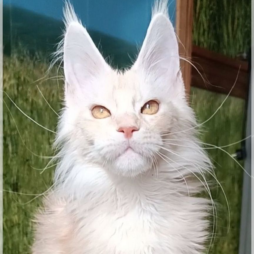 Котик мейн-кун. Красный на серебре