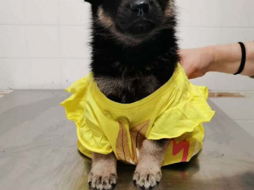 Отдам бесплатно замечательных щенков