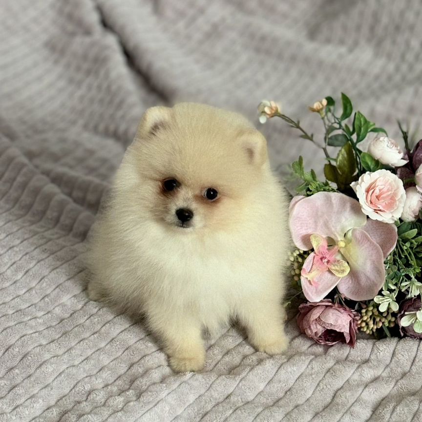 Померанский шпиц, щенок