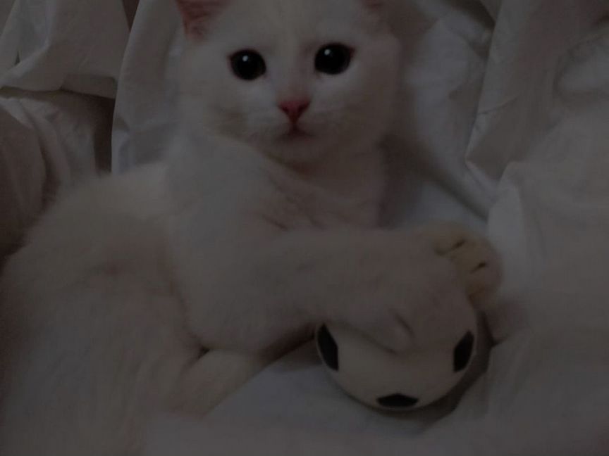 Кошка турецкая ангора